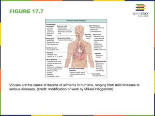 Open stax biology (nonmajors) ch17 | PPTX