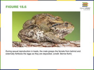 Open stax biology (nonmajors) ch18 | PPTX