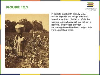 Open stax history_ch12 cotton is king - the antebellum south, 1800-1860 ...