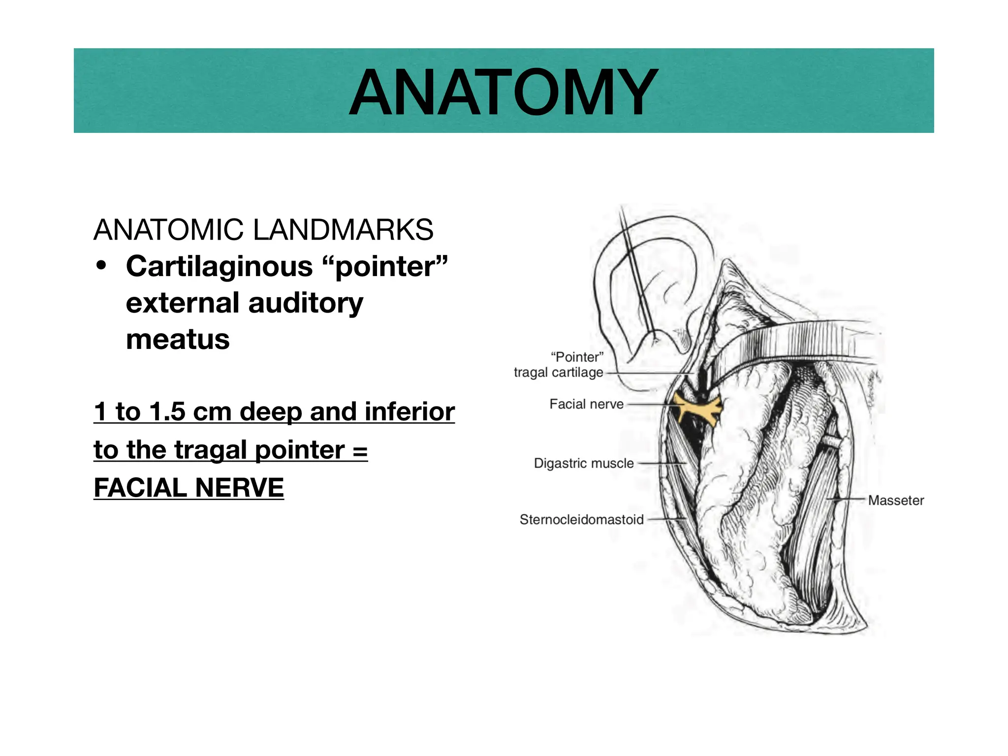 Parotidectomy superficial orlhns technique | PDF