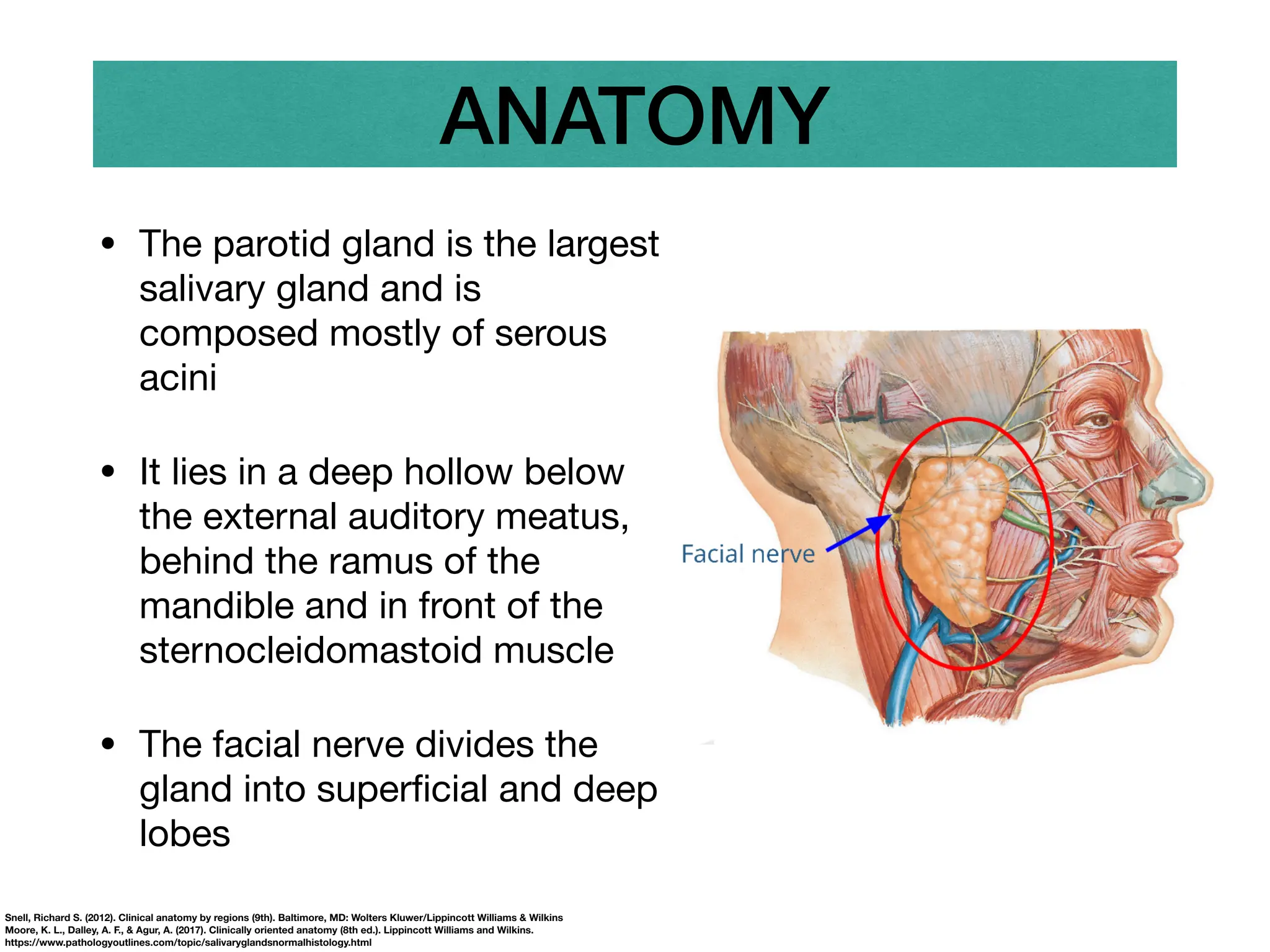 Parotidectomy superficial orlhns technique | PDF