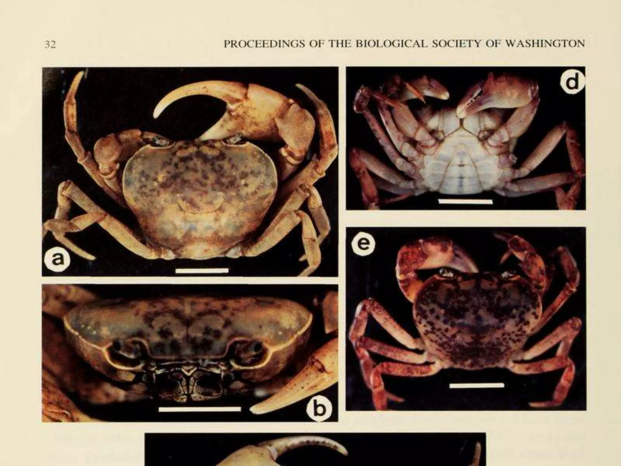 Open taxonomy | PPTX