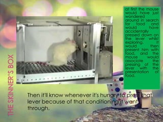 Operant conditioning | PPT