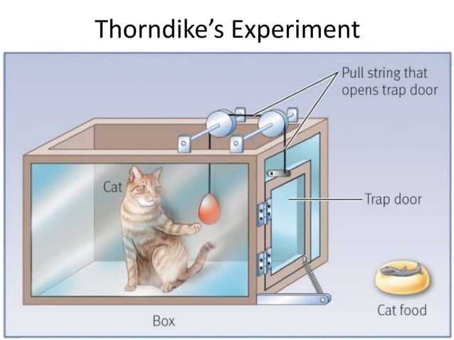 Operant conditioning | PPT