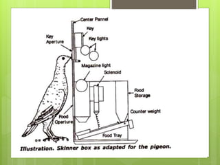 PowerpointOperantConditioningTheory.pptx