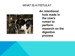 Operation fistula | PPTX | Veterinary Medicine | Pets