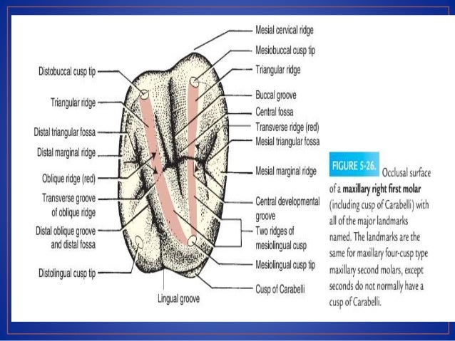 Operative Dentistry Viva ques
