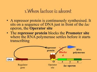 Operon | PPTX | Chemistry | Science