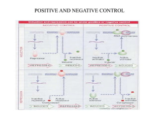 Operon | PPT