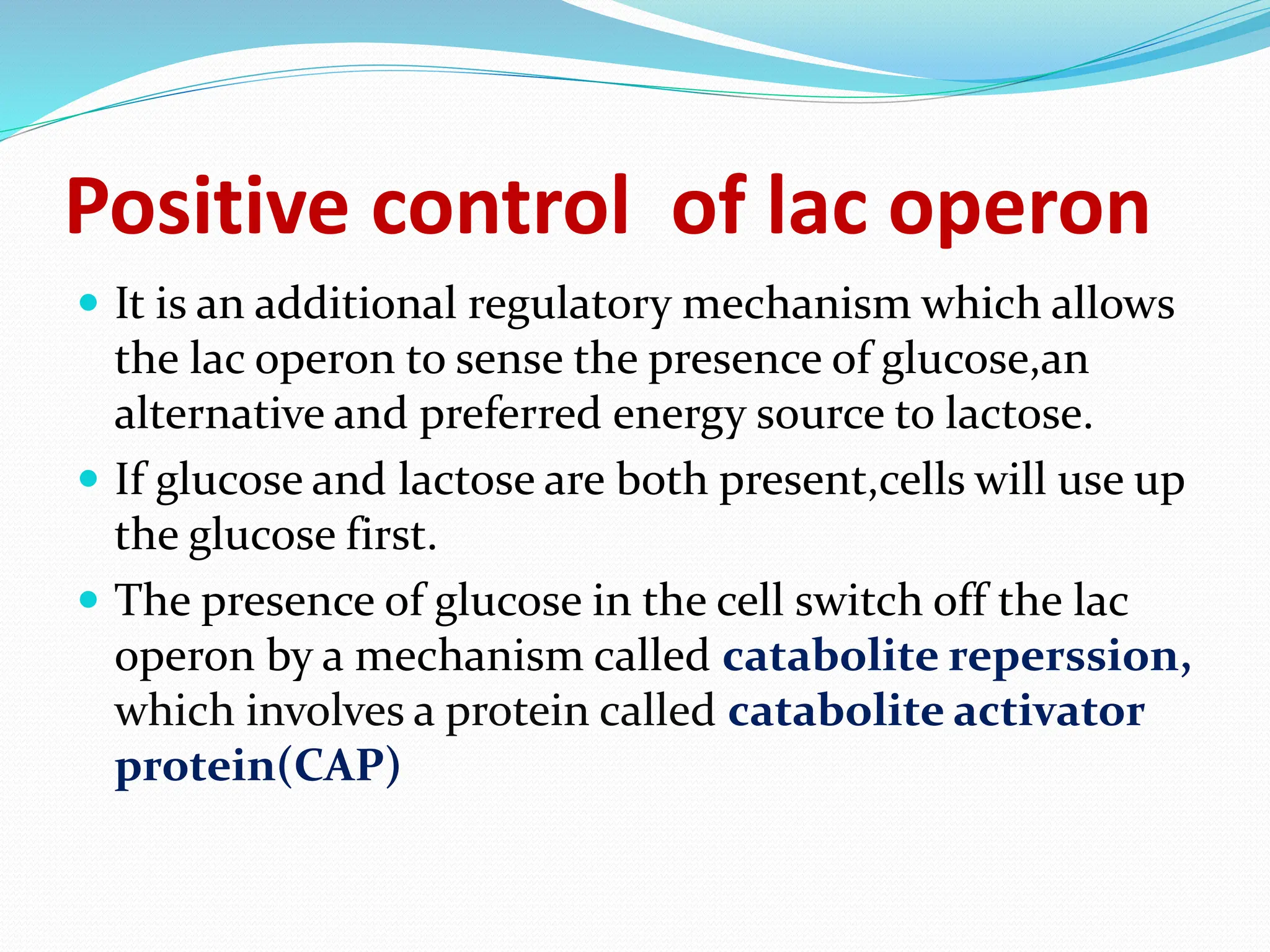 gene regulation in prokaryotes. Basics description of what is positive ...