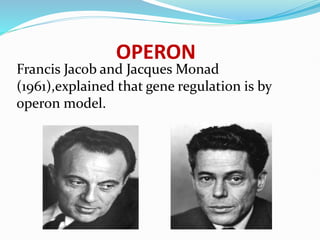 gene regulation in prokaryotes. Basics description of what is positive ...