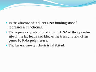gene regulation in prokaryotes. Basics description of what is positive ...