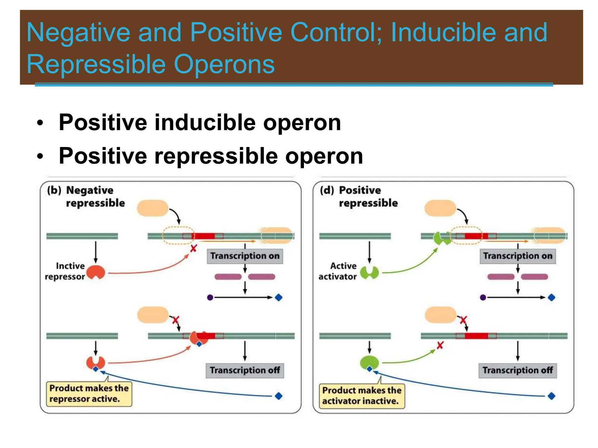 operon_lac_and_trp_in_ bacteria.ppt