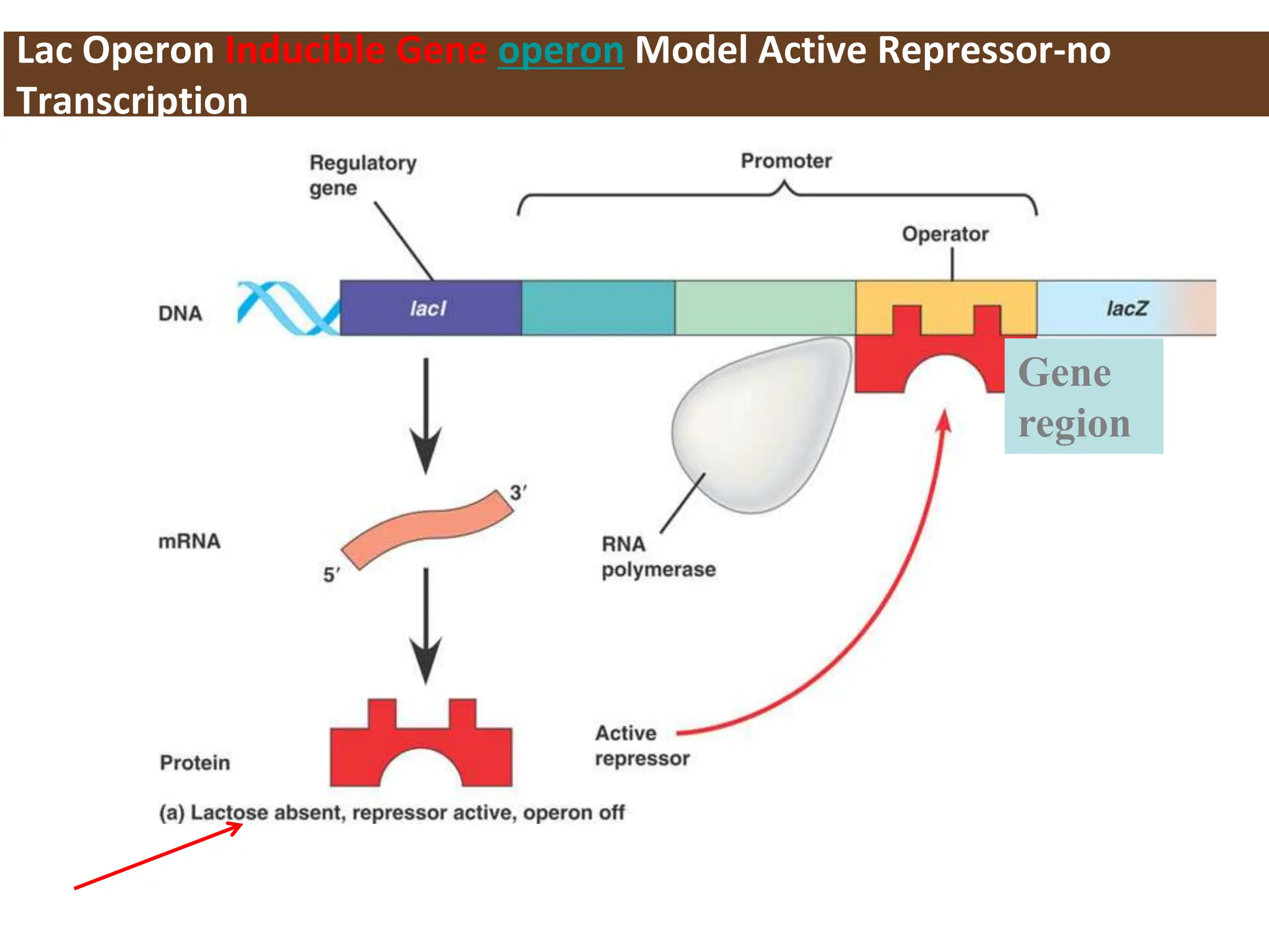 operon_lac_and_trp_in_ bacteria.ppt
