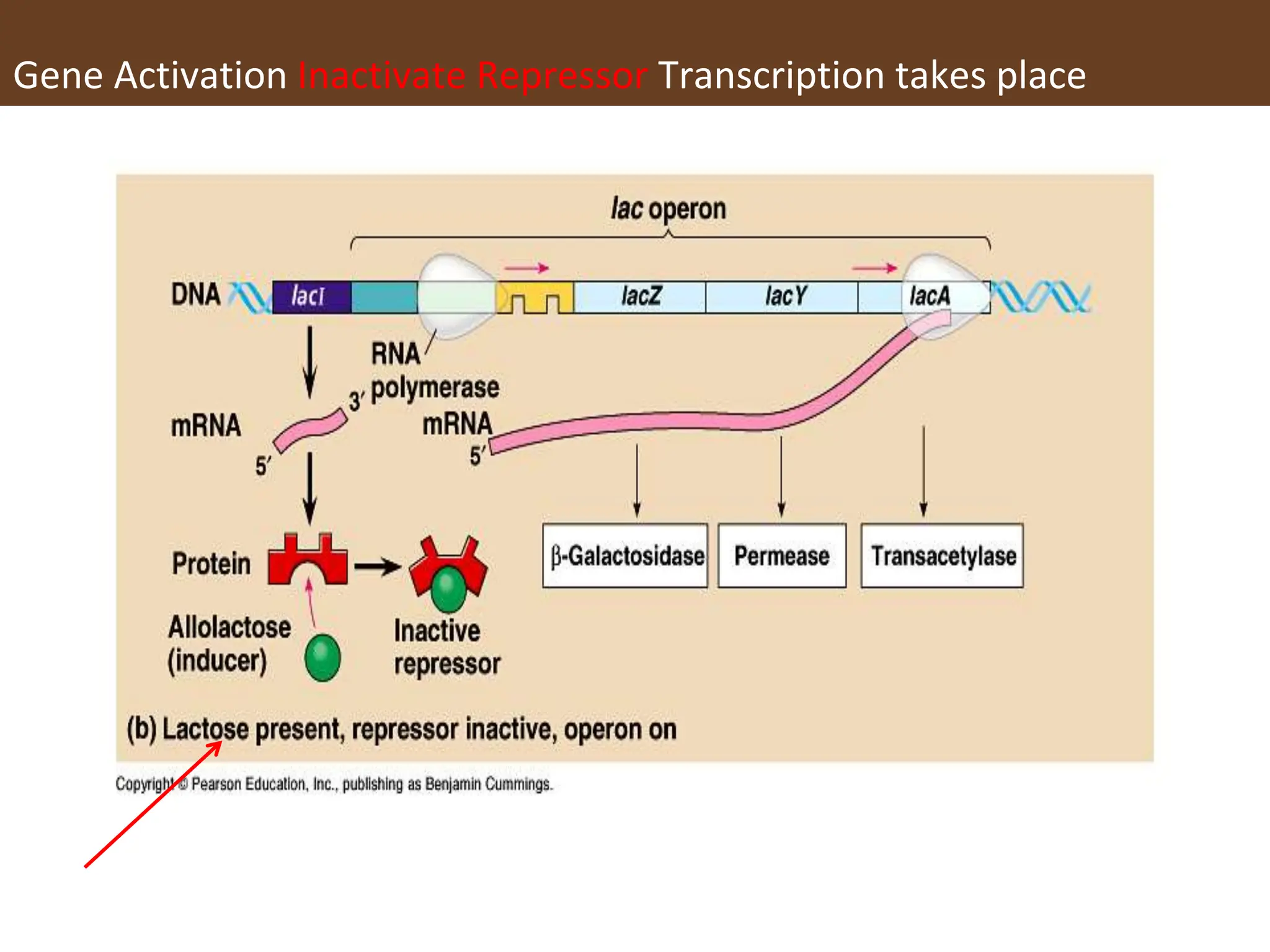 operon_lac_and_trp_in_ bacteria.ppt