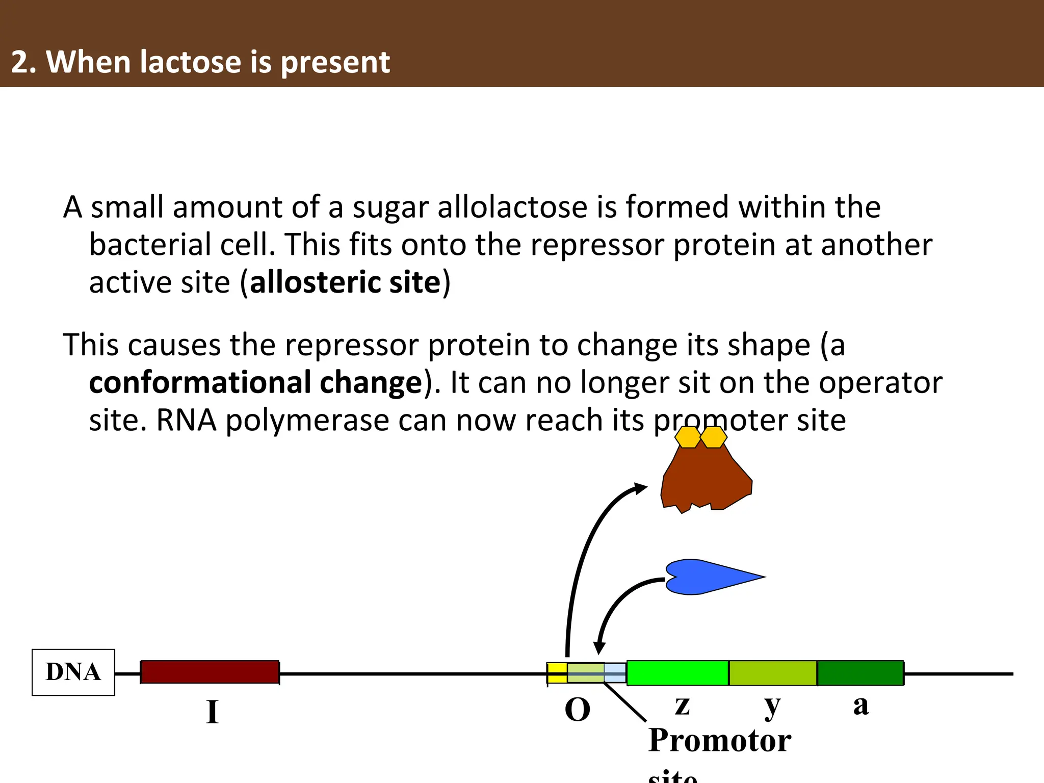 operon_lac_and_trp_in_ bacteria.ppt