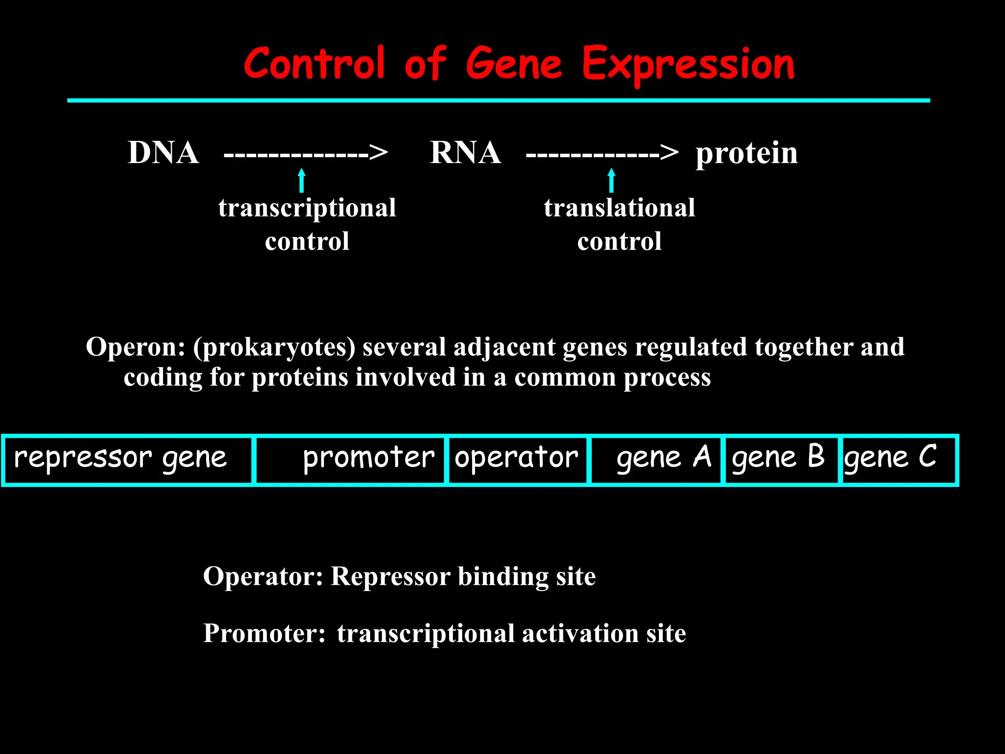 operon_lac_and_trp_in_ bacteria.ppt