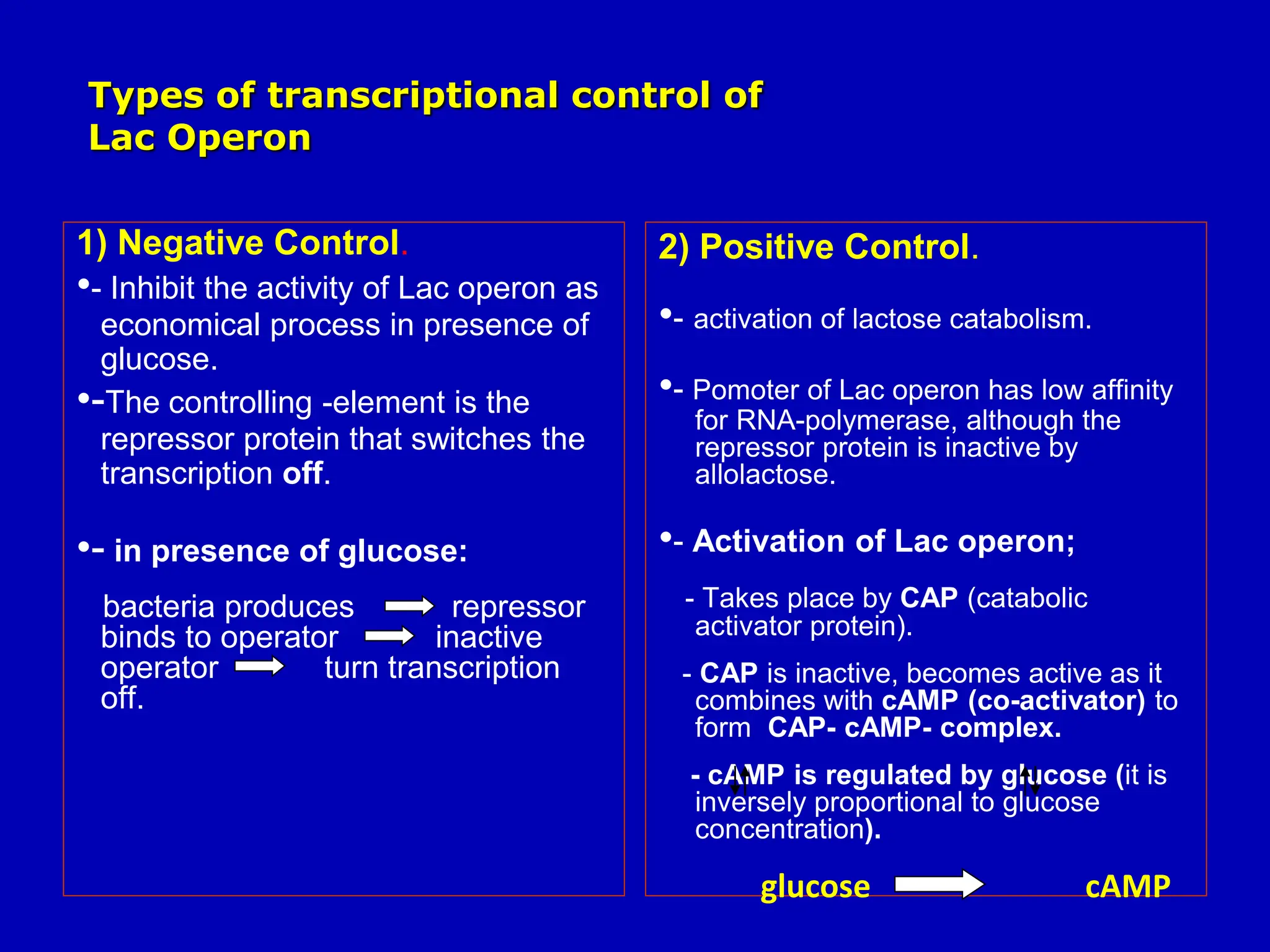operon_lac_and_trp_in_ bacteria.ppt