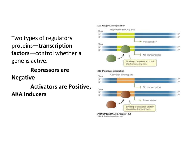 operon_lac_and_trp_in_ bacteria.ppt