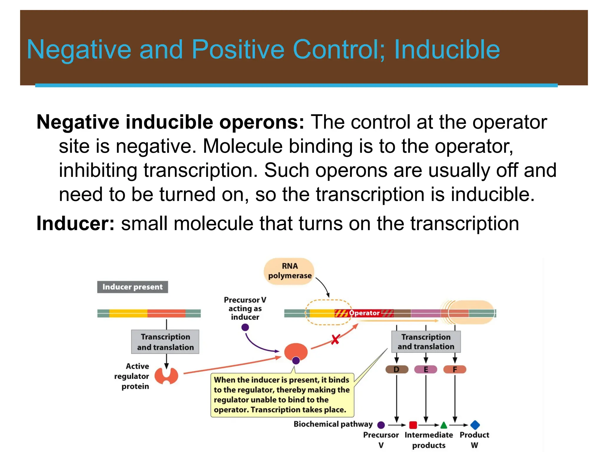 Lac operon, trp operon, Operon, structure and regulation | PPT
