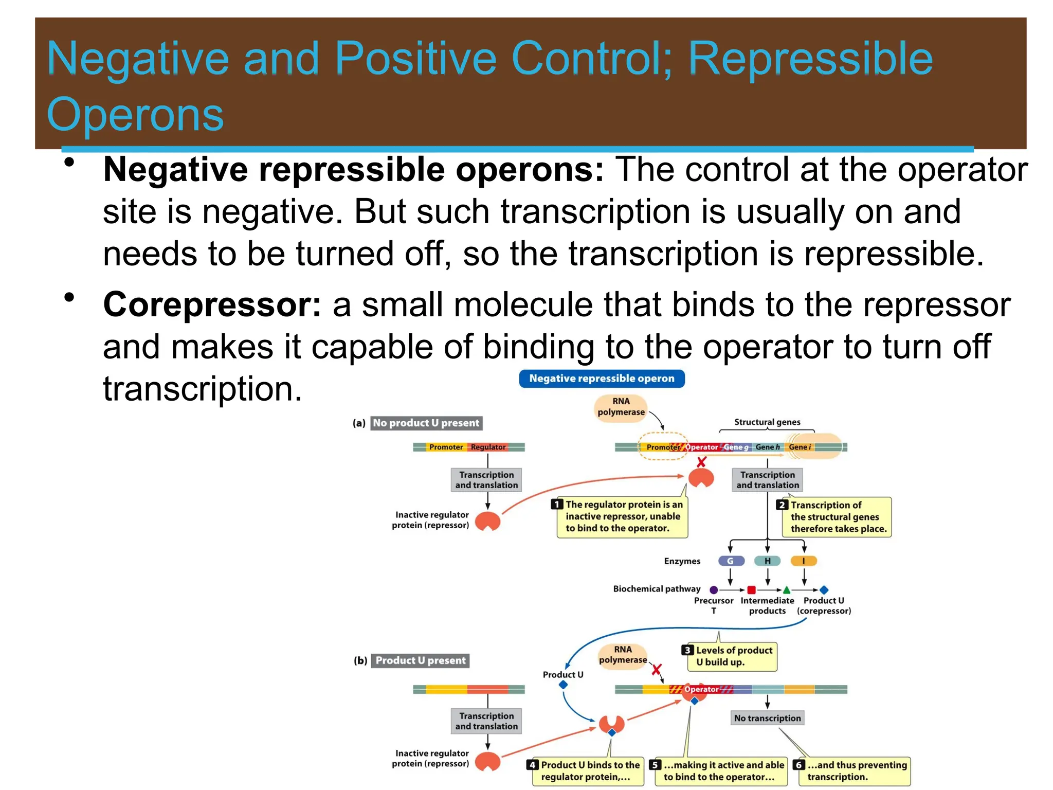 Lac operon, trp operon, Operon, structure and regulation | PPT