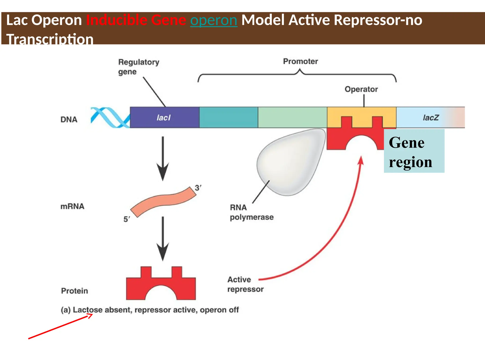 Lac operon, trp operon, Operon, structure and regulation | PPT
