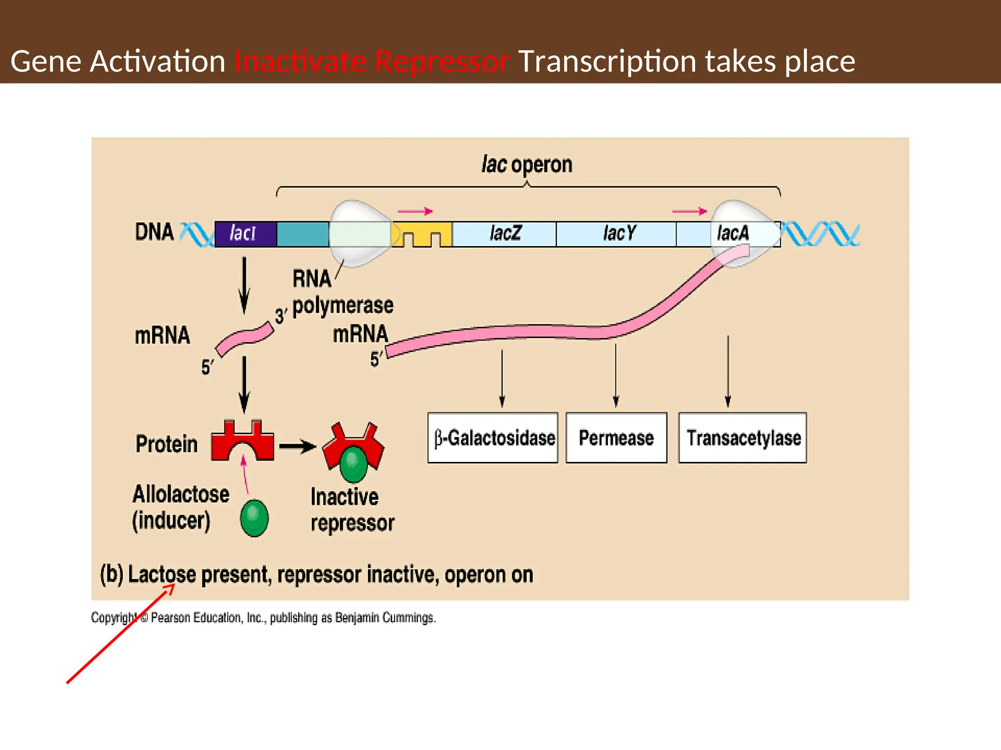 Lac operon, trp operon, Operon, structure and regulation | PPT