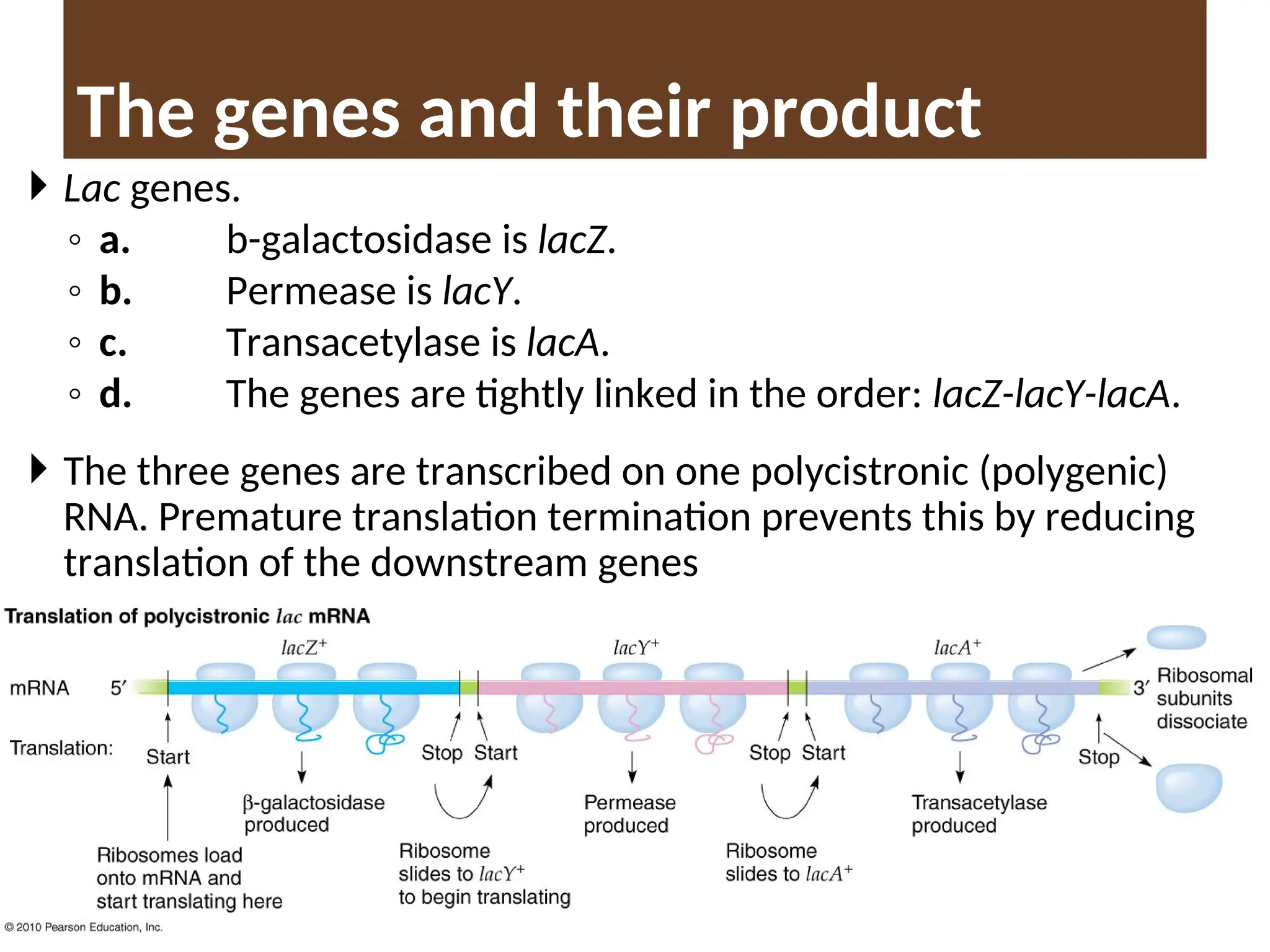 Lac operon, trp operon, Operon, structure and regulation | PPT