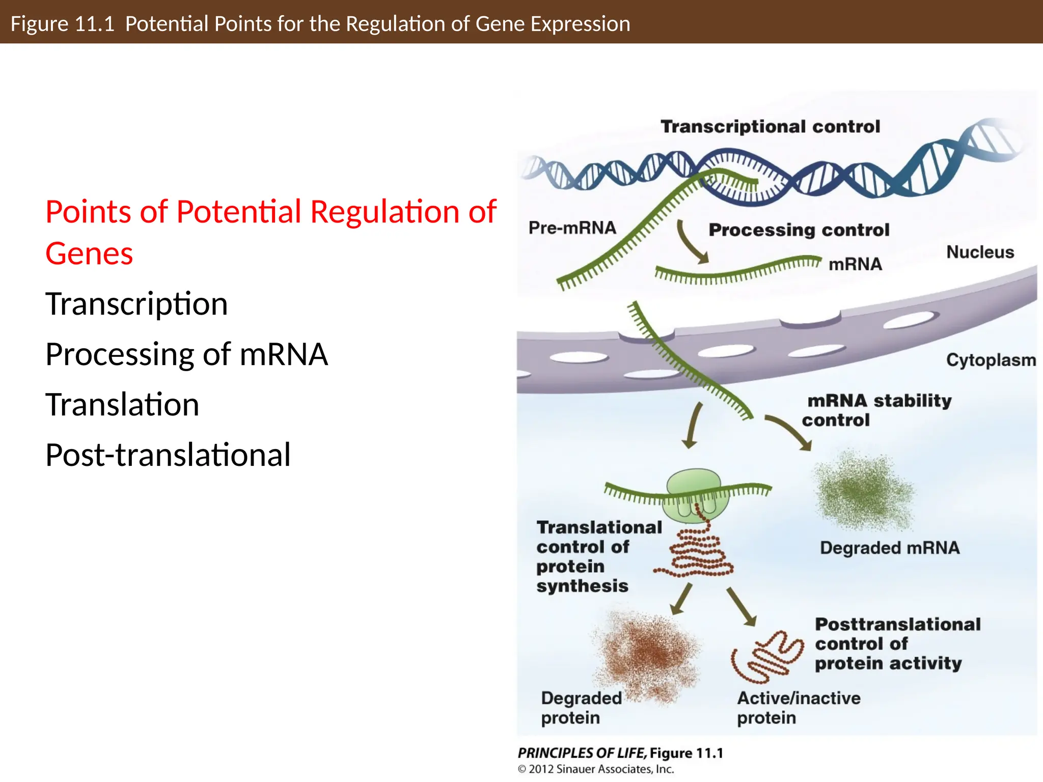 Lac operon, trp operon, Operon, structure and regulation | PPT