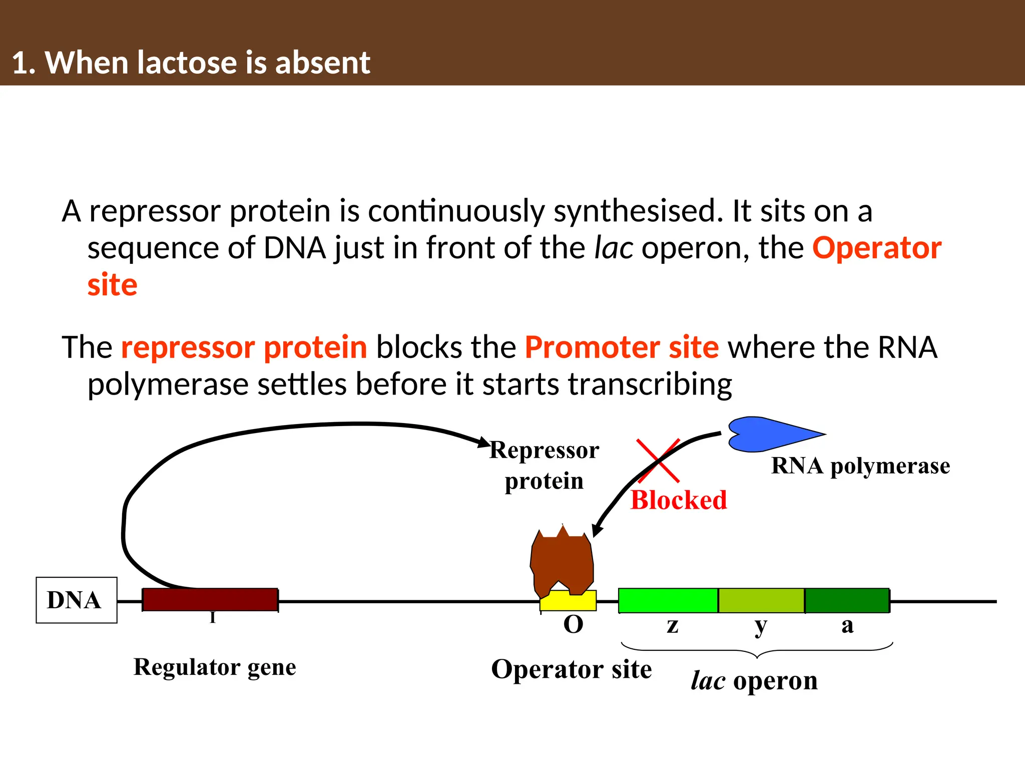 Lac operon, trp operon, Operon, structure and regulation | PPT