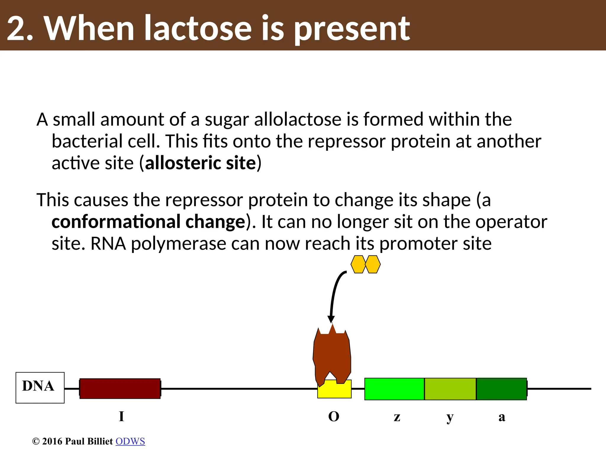 Lac operon, trp operon, Operon, structure and regulation | PPT