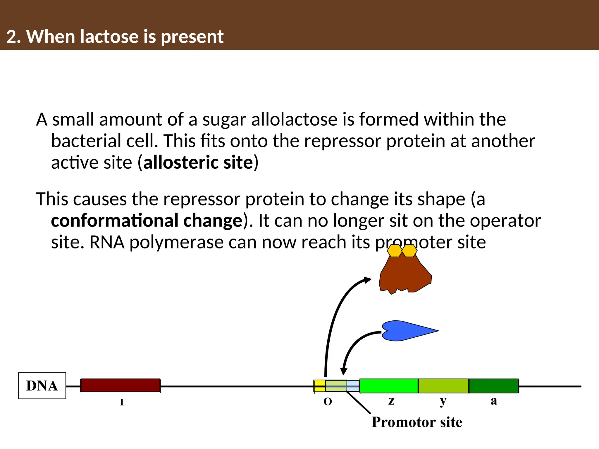 Lac operon, trp operon, Operon, structure and regulation | PPT