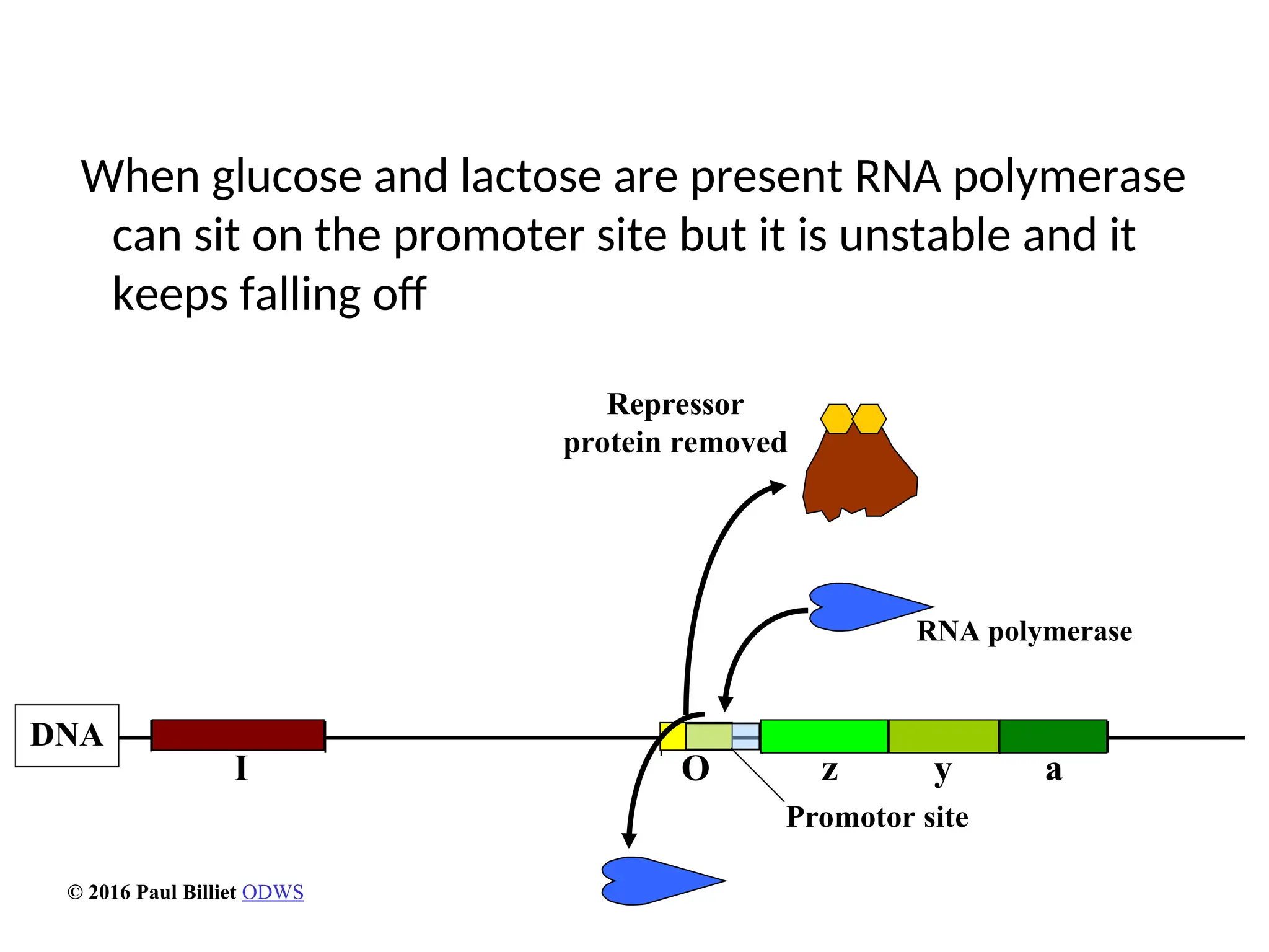 Lac operon, trp operon, Operon, structure and regulation | PPT