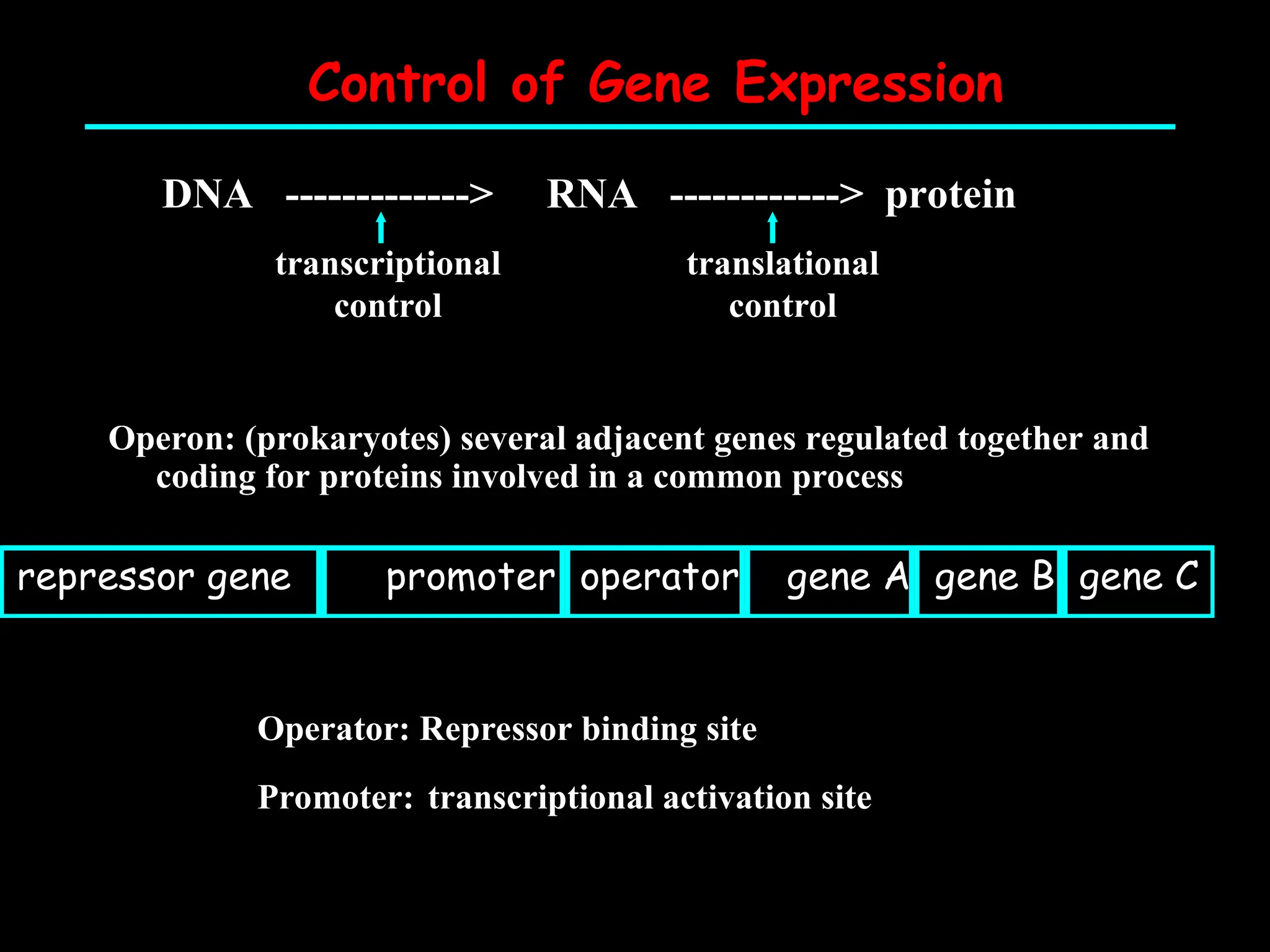 Lac operon, trp operon, Operon, structure and regulation | PPT