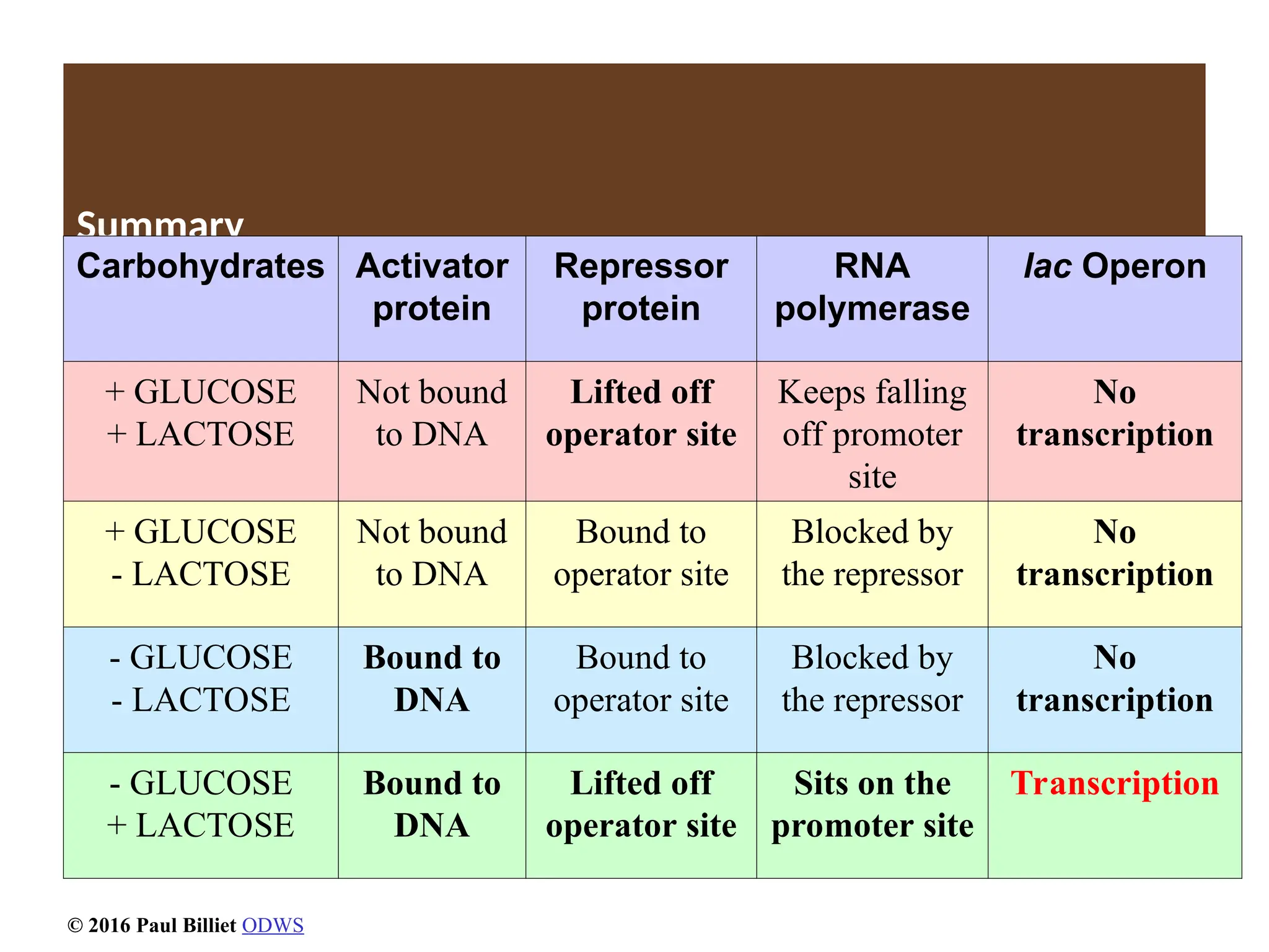 Lac operon, trp operon, Operon, structure and regulation | PPT