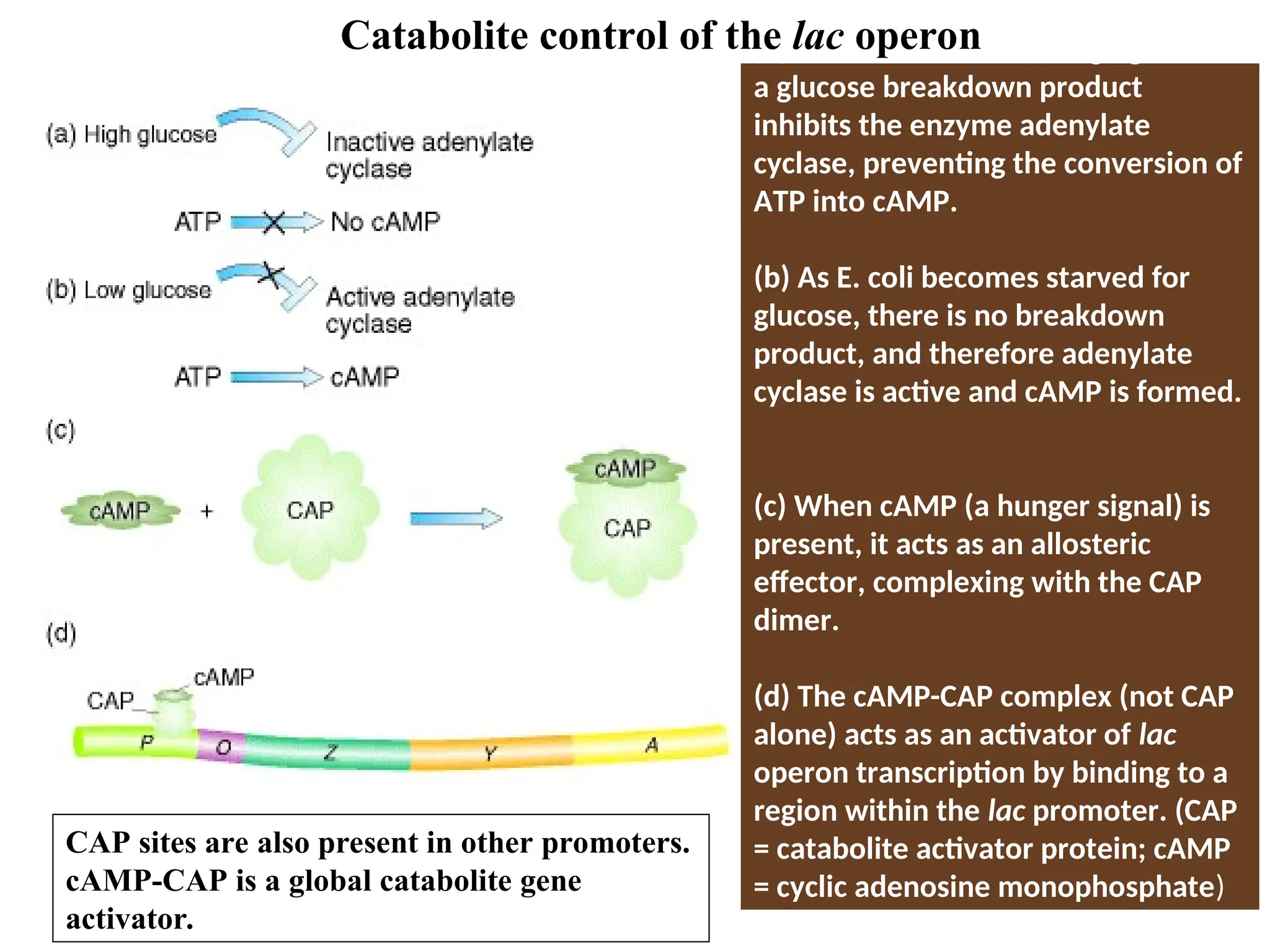 Lac operon, trp operon, Operon, structure and regulation | PPT