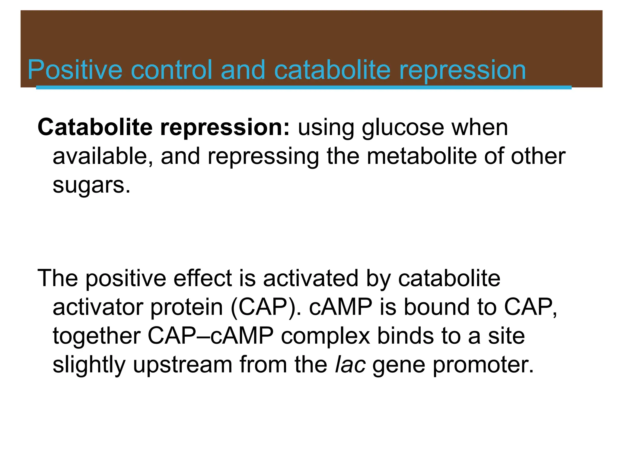 Lac operon, trp operon, Operon, structure and regulation | PPT