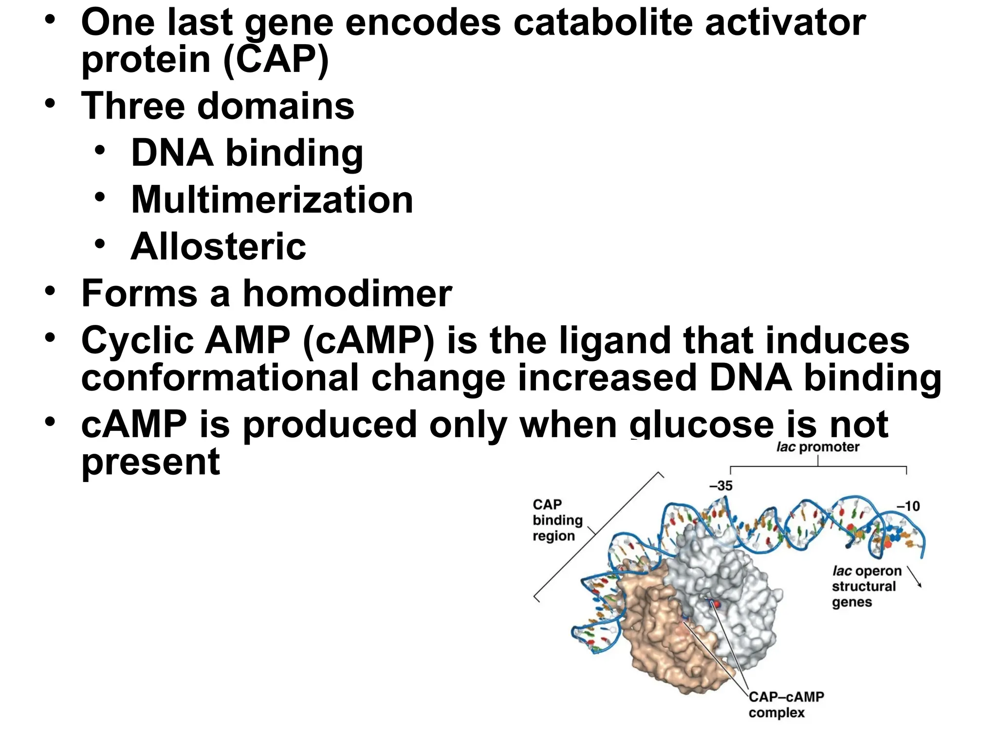 Lac operon, trp operon, Operon, structure and regulation | PPT