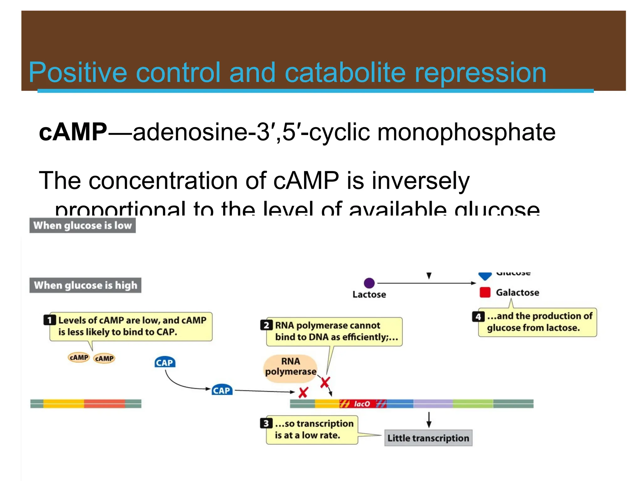 Lac operon, trp operon, Operon, structure and regulation | PPT