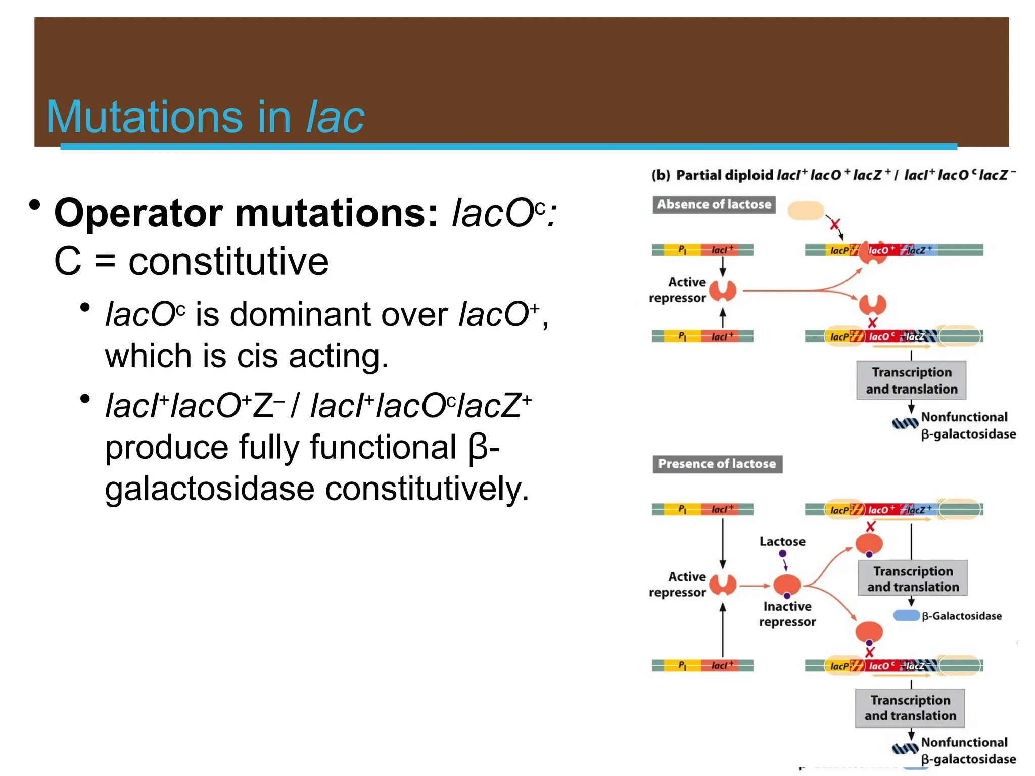 Lac operon, trp operon, Operon, structure and regulation | PPT