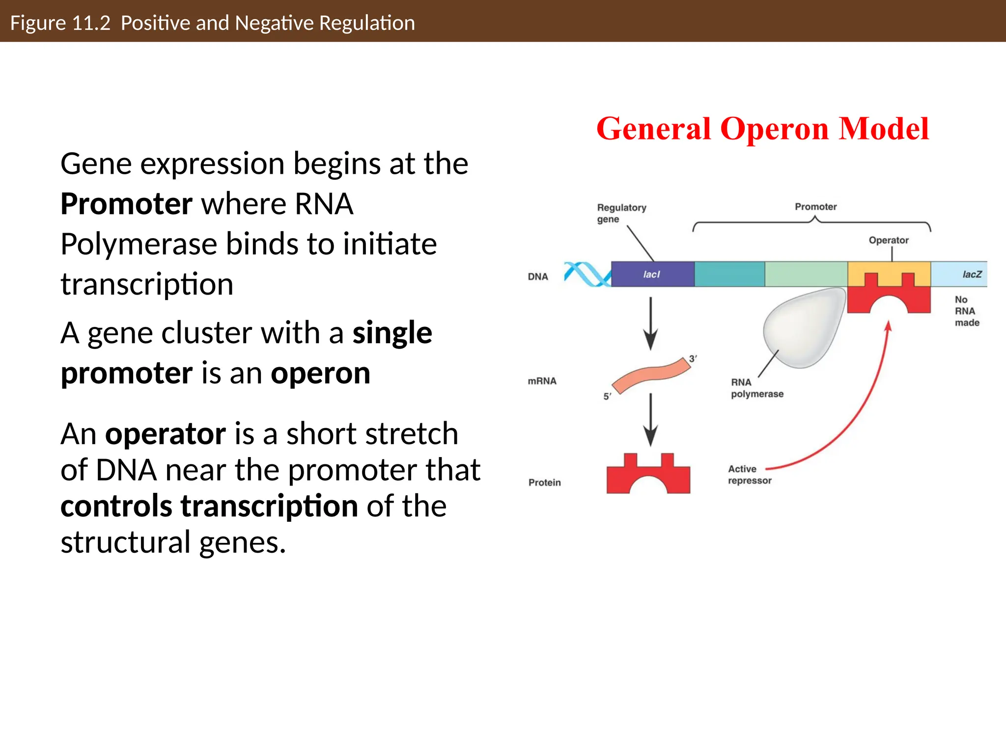 Lac operon, trp operon, Operon, structure and regulation | PPT