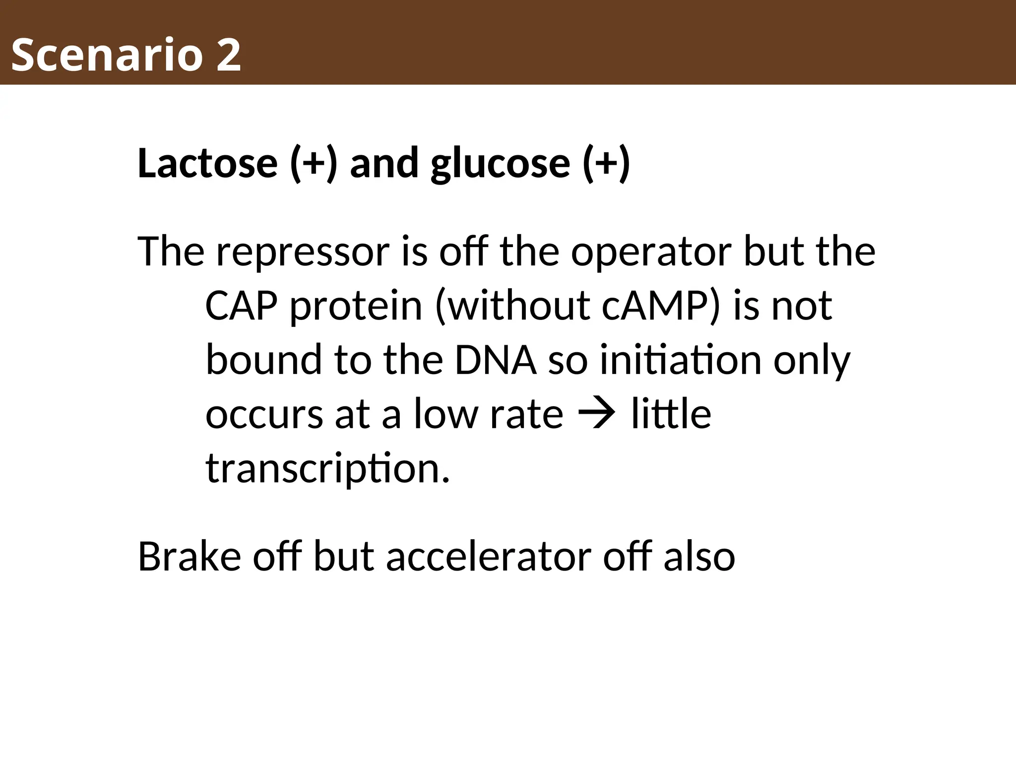 Lac operon, trp operon, Operon, structure and regulation | PPT