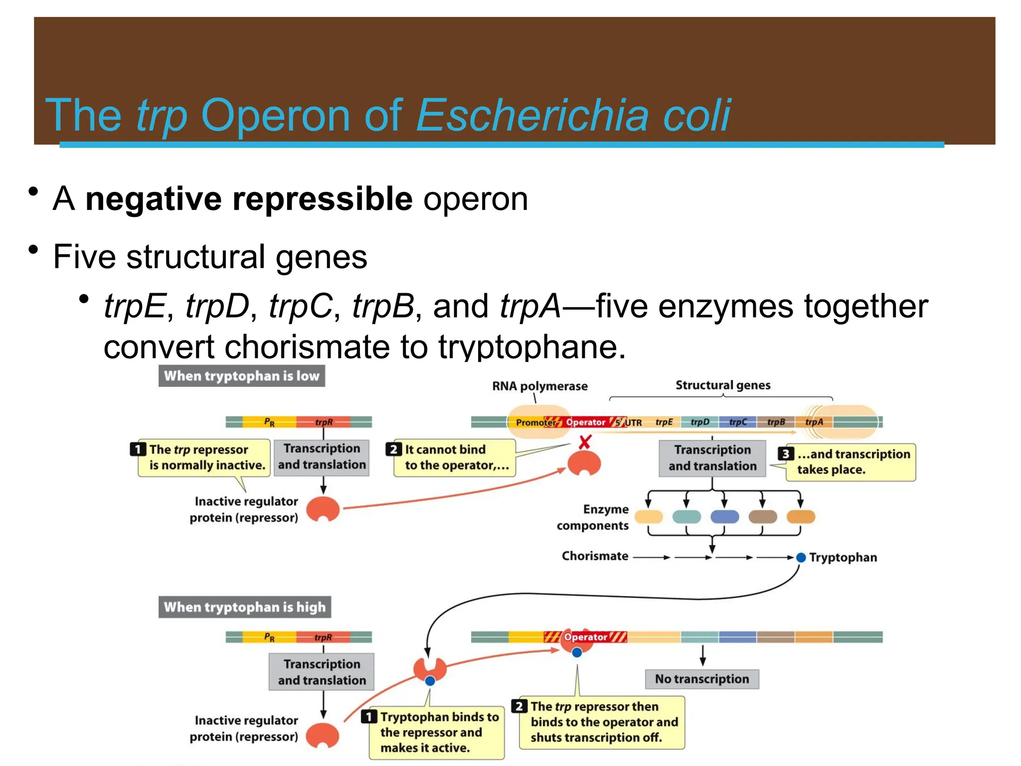 Lac operon, trp operon, Operon, structure and regulation | PPT