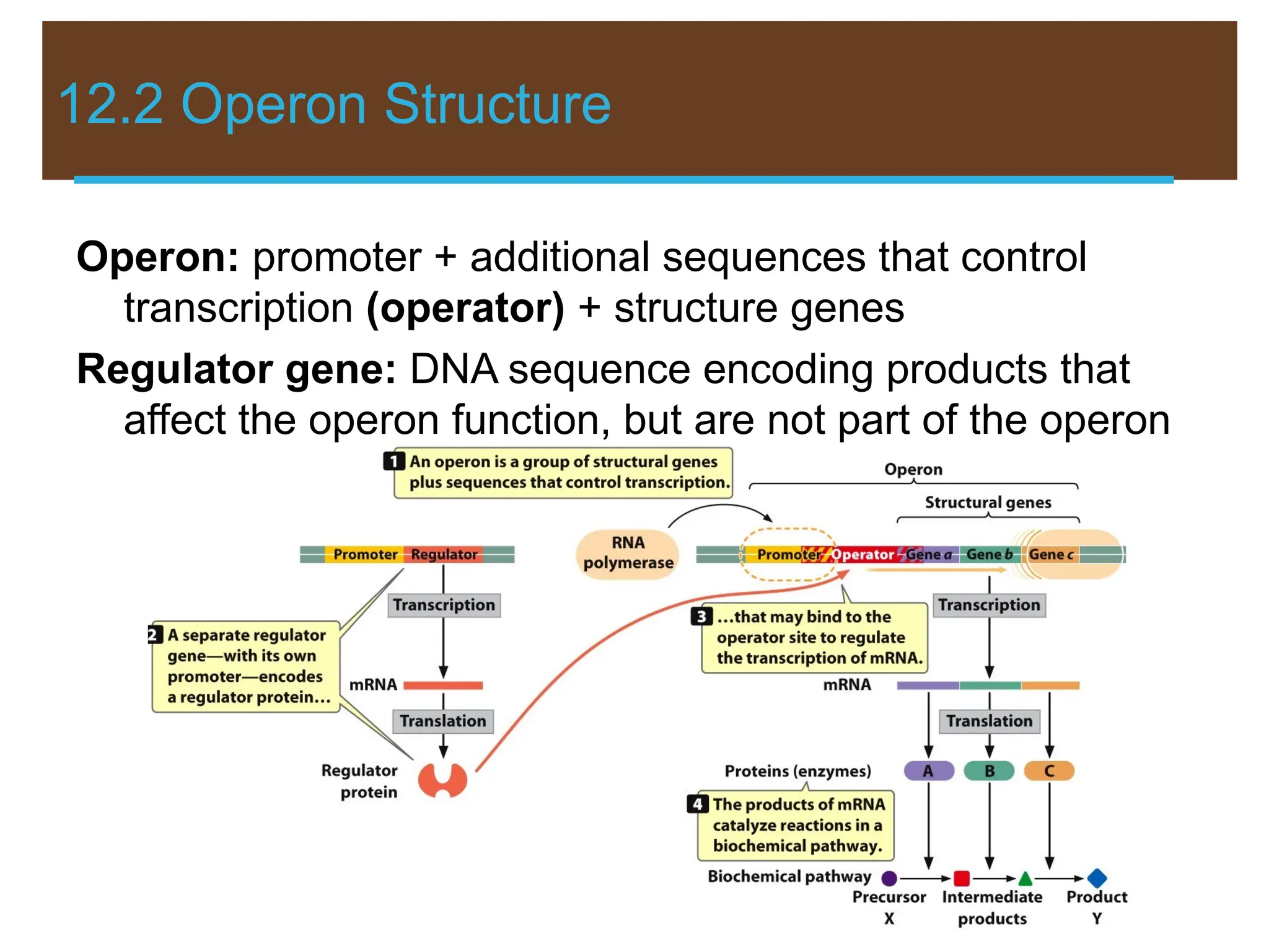 Lac operon, trp operon, Operon, structure and regulation | PPT