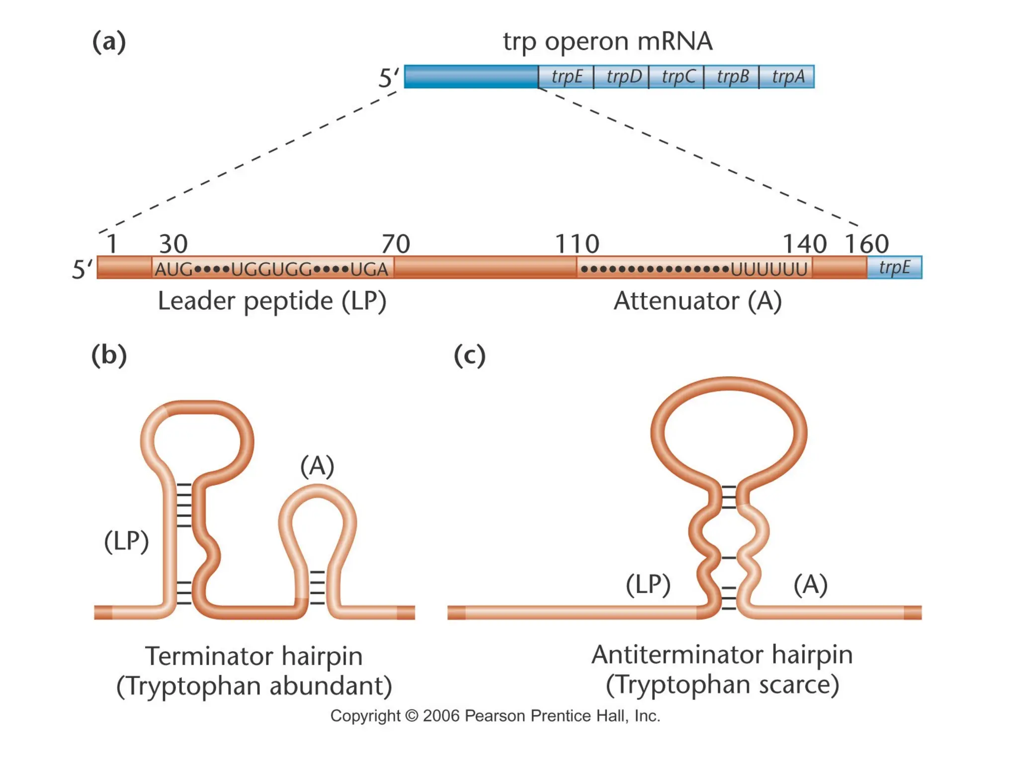 Lac operon, trp operon, Operon, structure and regulation | PPT