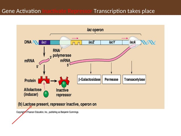 Lac operon, trp operon, Operon, structure and regulation | PPT