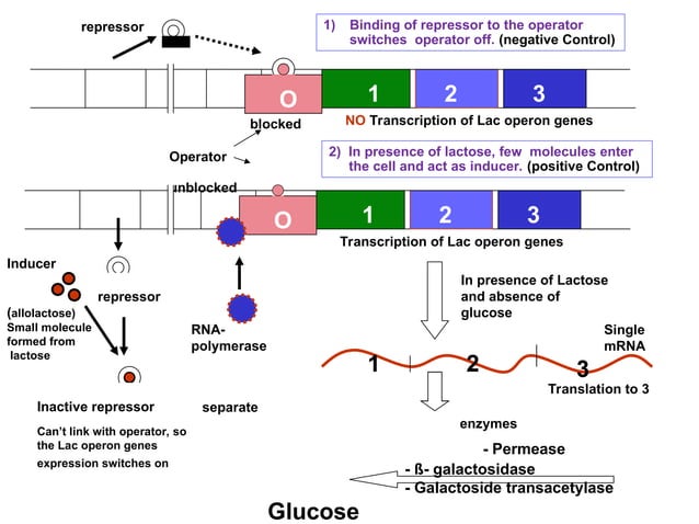 Lac operon, trp operon, Operon, structure and regulation | PPT