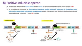 Introduction to Operon - Lac operon.pdf