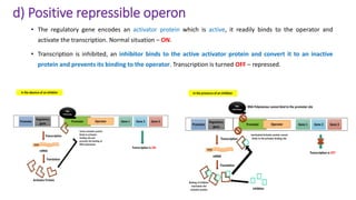 Introduction to Operon - Lac operon.pdf