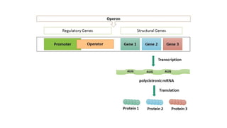 Introduction to Operon - Lac operon.pdf